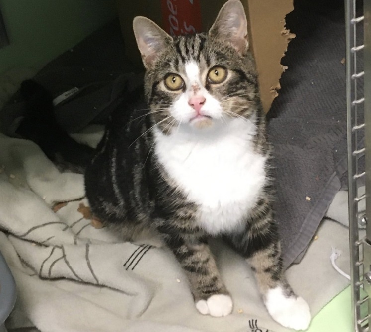 “Ed the Cat“ sucht ein neues Zuhause - Tierarztpraxis Linth AG